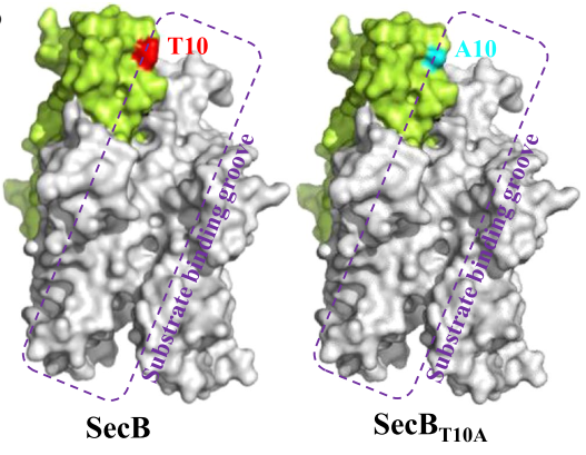 江南大学倪晔实验室揭示过表达分子伴侣SecB增强大肠杆菌对丁醇耐受性的机制 - 知乎