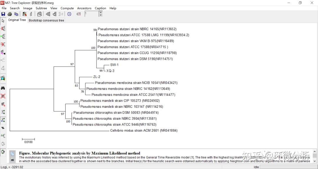 如何使用MEGA软件构建系统发育树_速成实用经验 - 知乎