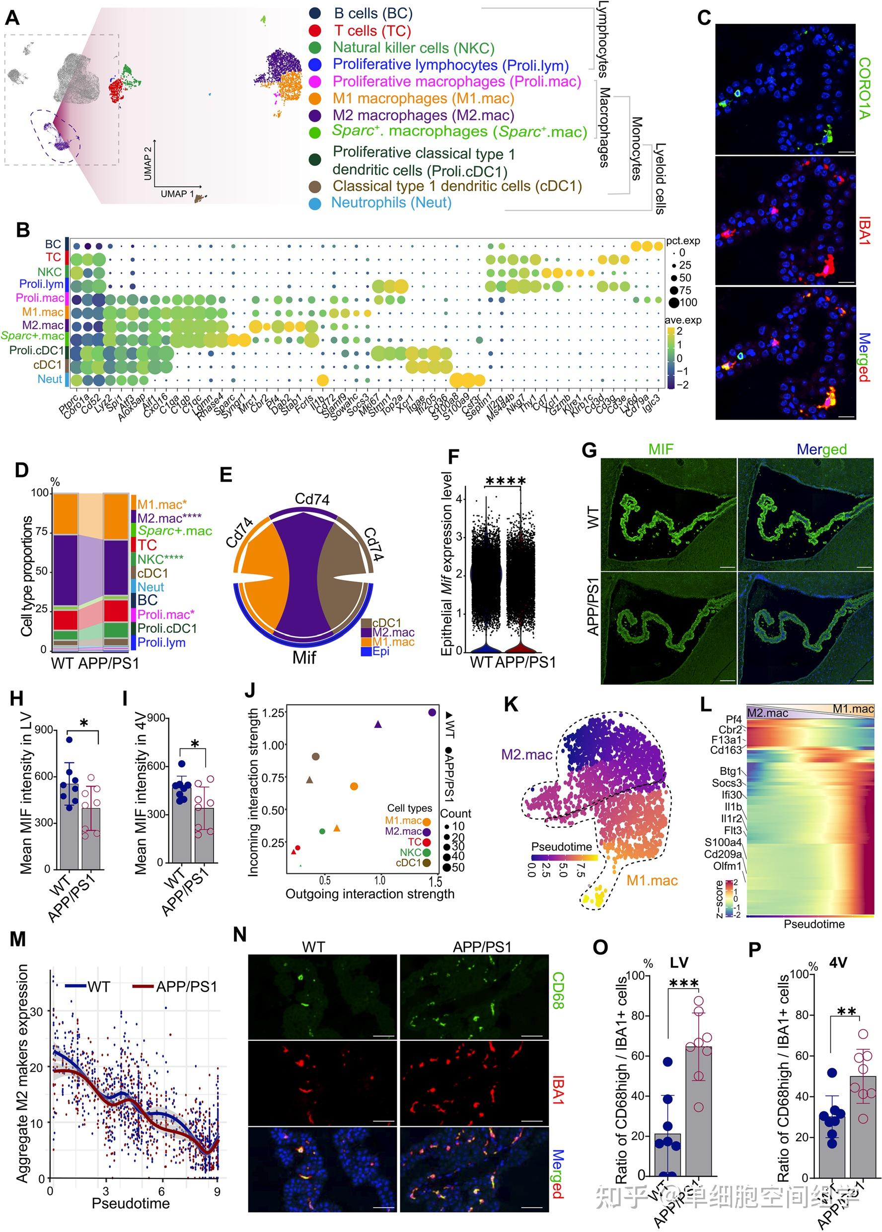 从亚细胞到组织层面：TissueGnostics 发现脉络丛上皮细胞损伤激活 AD 巨噬细胞极化的新通路 - 知乎