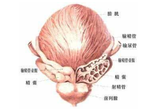 长沙中山医院科普:前列腺增生的症状 知乎