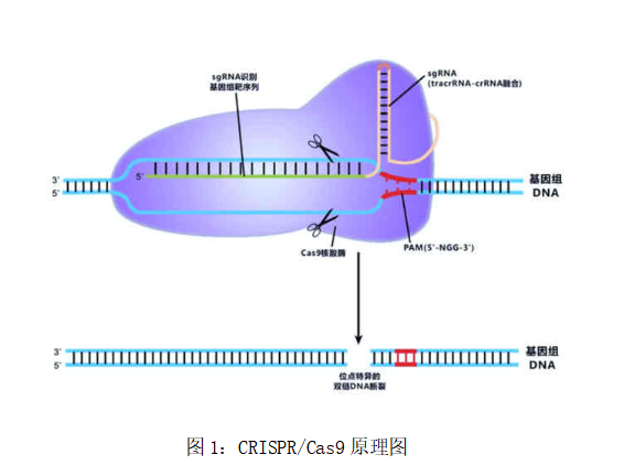 CRISPR/Cas9敲除细胞系构建 - 知乎