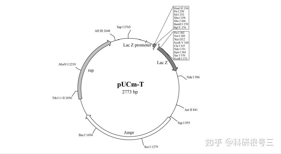 常见的载体类型汇总：质粒载体、噬菌体载体、柯斯载体、病毒载体、人工染色体载体 - 知乎