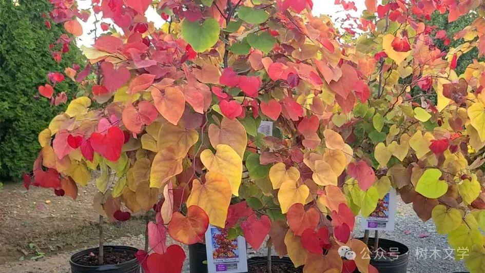 六款备受欢迎的优质彩叶紫荆品种：永恒之火/双馨/甜心/金心/皇家白/角落猫 - 知乎