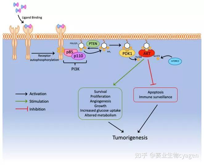 肿瘤研究热门基因PTEN - 知乎