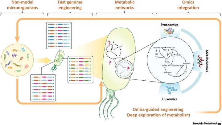颠覆生物制造：自动化与创新融合，重塑非传统微生物DBTL【3】引入以代谢为中心的分析作为发现平台，指导DBTL循环中的工程工作 - 知乎