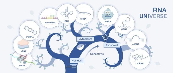 深势科技Uni-RNA预训练模型开启AI for核酸研究新时代 - 知乎