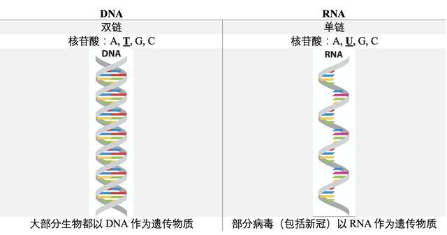 5分钟全面了解新冠病毒的致病原理：我们究竟在对抗什么 - 知乎
