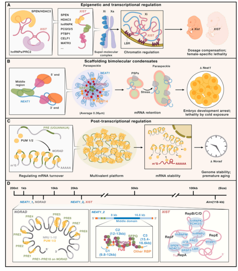 Cell 五十年特刊丨ncRNA的前世今生 - 知乎