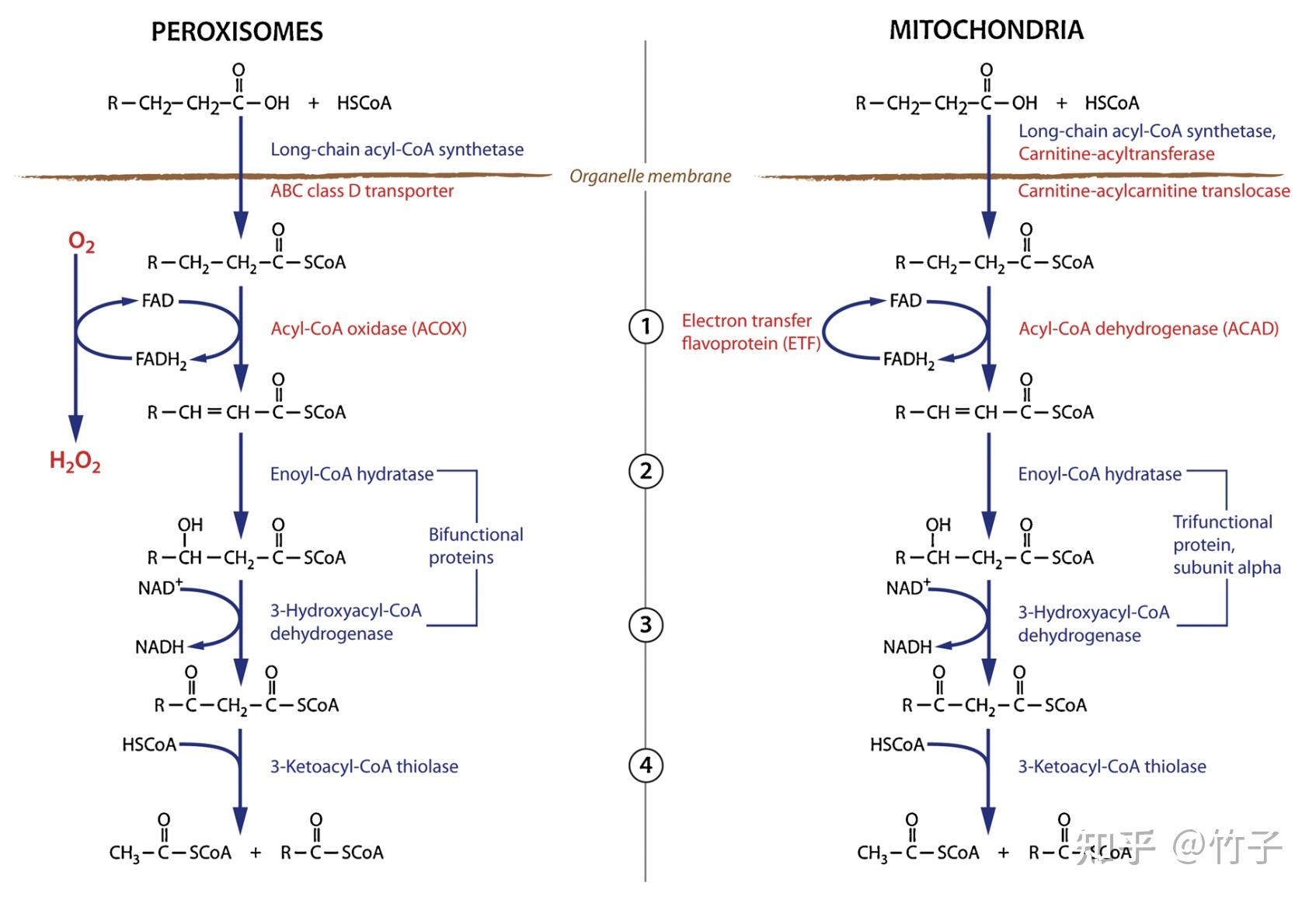 为什么超长链脂肪酸的分解要在过氧化物酶体中？ - 知乎