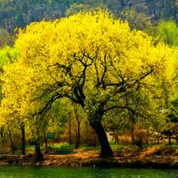 从UN/ERE R79协议在欧盟的适用展望中国自动驾驶的技术规范立法 - 知乎