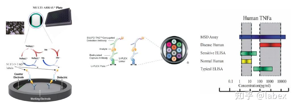 ADC抗体偶练药物MSD分析平台：Cell Based Binding，药物代谢，免疫原性 - 知乎
