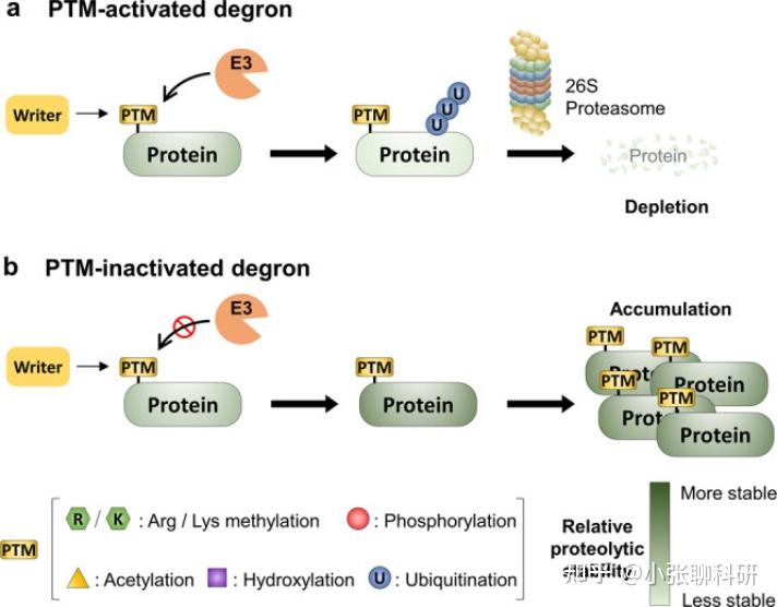 NC最新综述丨盘点蛋白翻译后修饰（PTM）的前沿热点方向 - 知乎