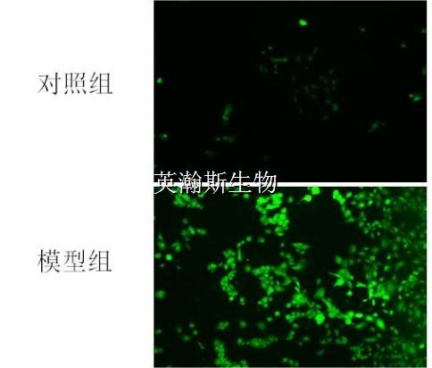 细胞ros检测? - 知乎
