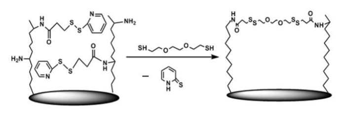 SLC-SPDP-单克隆抗体/SPDP-聚乙烯亚胺/聚丁二酸丁二醇酯-SPDP - 知乎