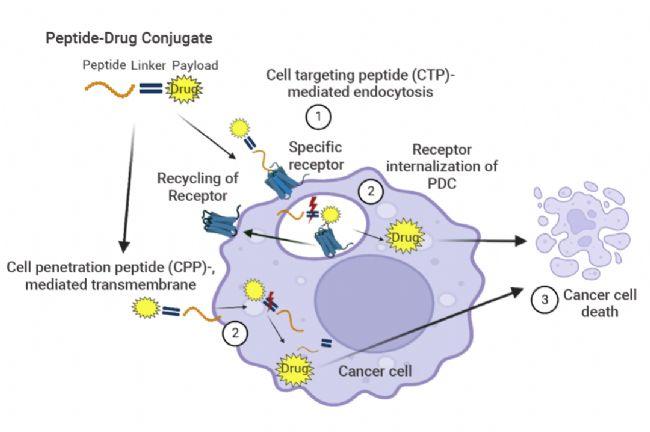 认识了ADC,PDC又是什么？ - 知乎