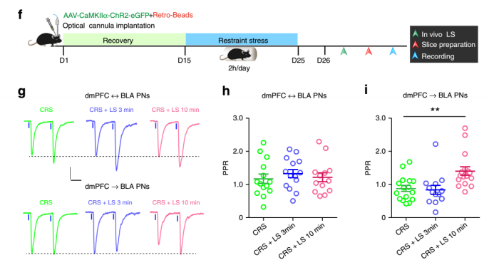 【文献解读】mPFC-杏仁核介导焦虑 - 知乎