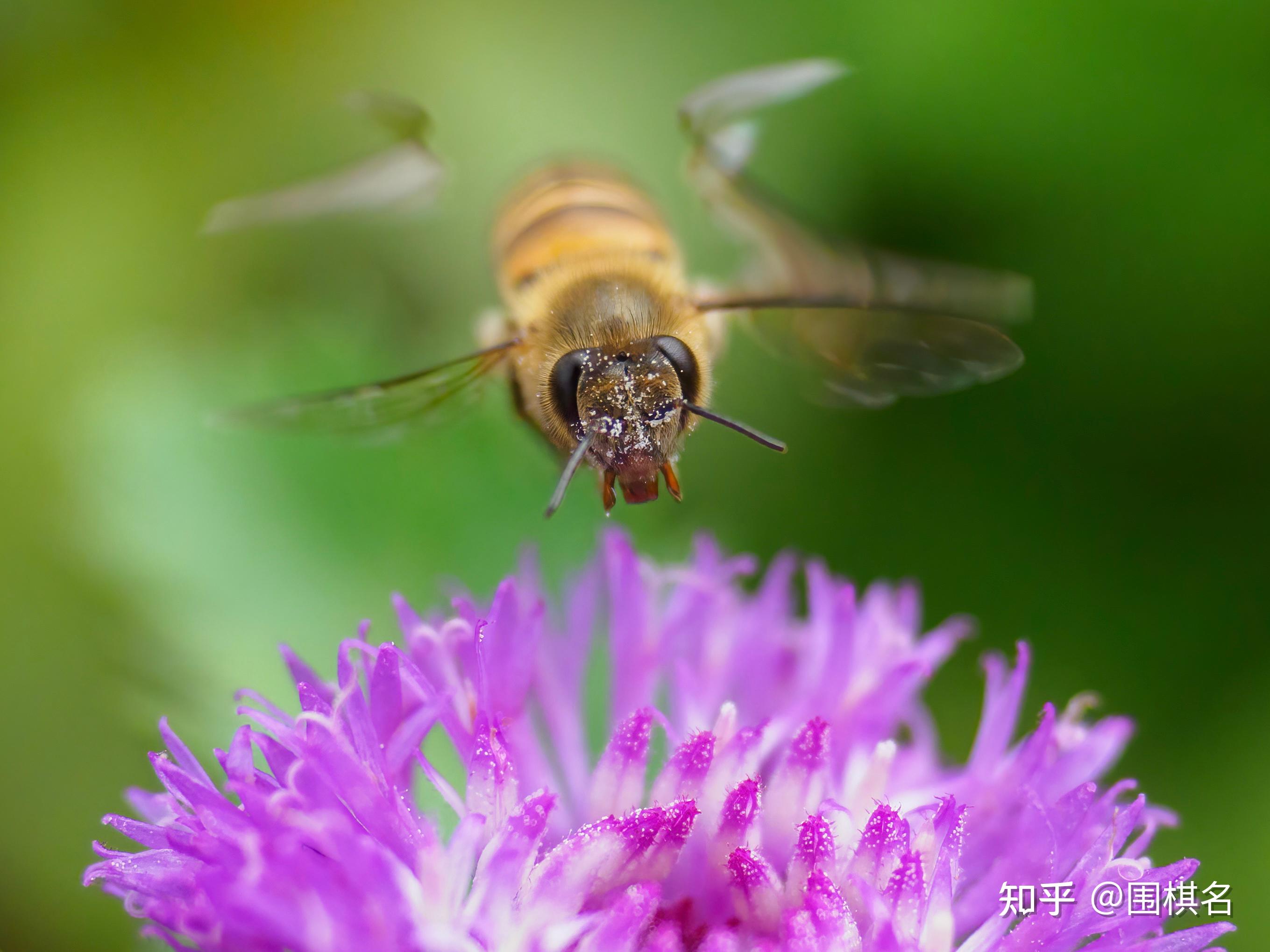 2023年，入门打鸟、风光摄影佳能R6、R7，全画幅、M43和APSC如何选择？ - 知乎