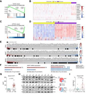 TGM2：肝癌进程的“助推器”，还是治疗的关键靶点？ - 知乎