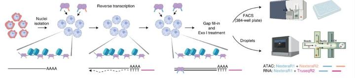 Nature Methods新建库方法 Tn5转座酶建立的单细胞多模态组学技术 - 知乎