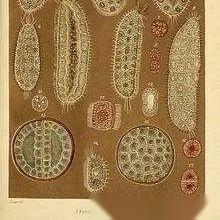 【动物界全系列】真后生动物亚界—扁盘动物门 - 知乎