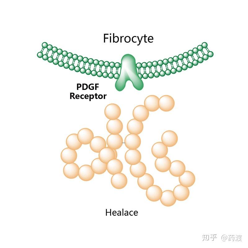 “血小板系列”~“血小板衍生生长因子受体抑制剂研究进展” - 知乎