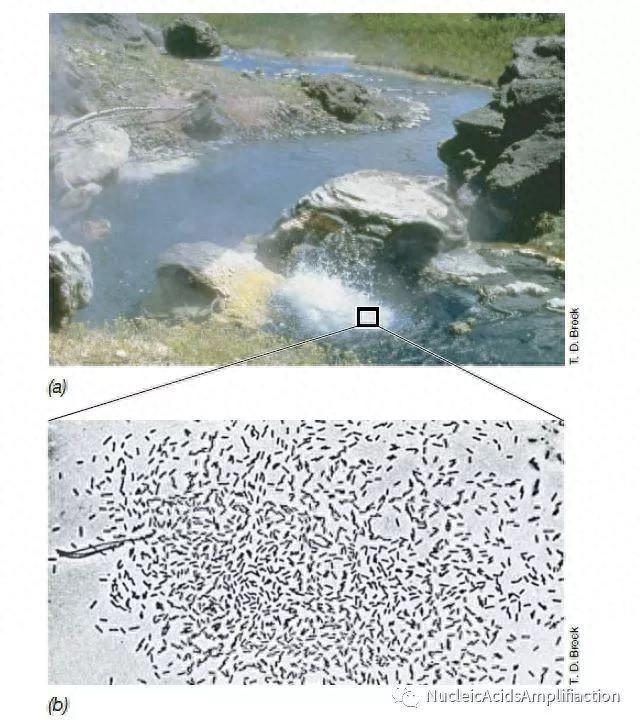 Taq还是Pfu？我全都要！ - 知乎