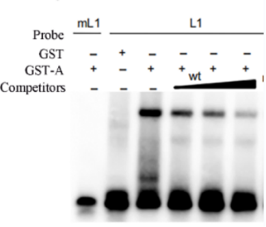 🌟【科研避坑 | EMSA实验常见问题&注意事项全总结】🌟 - 知乎