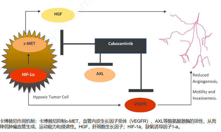 9个靶点广谱抗癌靶向药：卡博替尼（XL184、Cabozantinib）适应症-用法用量-作用机制-中国上市-骨转移 - 知乎
