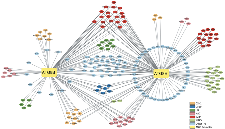AUTOPHAGY|西北农林科技大学研究团队用Y1H技术鉴定了拟南芥中调节ATG8表达和自噬的转录因子 - 知乎