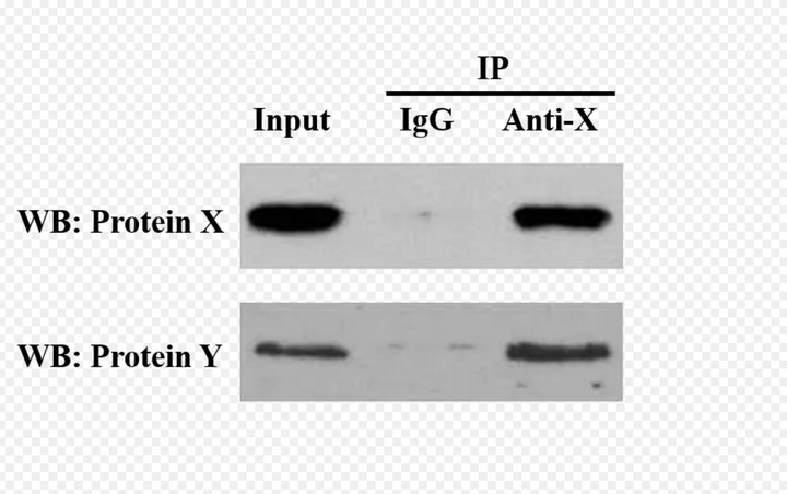 干货丨Co-IP（免疫共沉淀）实验操作全流程，内附结果图解读+资料包 - 知乎