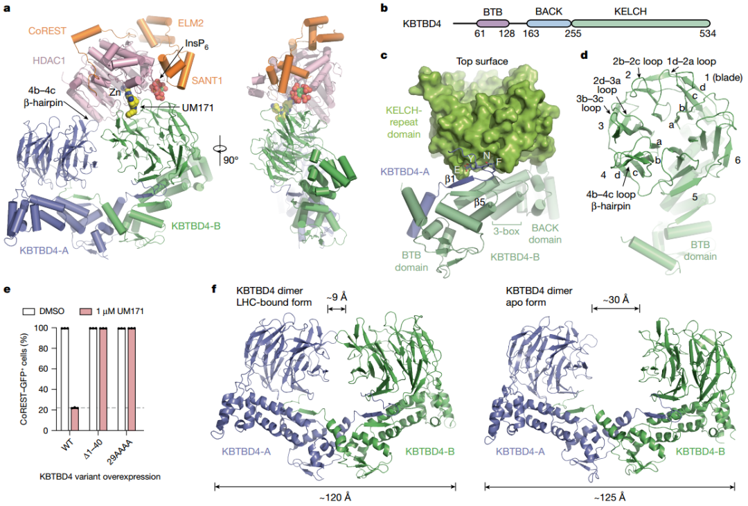 Nature背靠背 | 冷冻电镜揭示UM171 的分子胶作用机制及与癌症遗传突变的惊人相似性 - 知乎