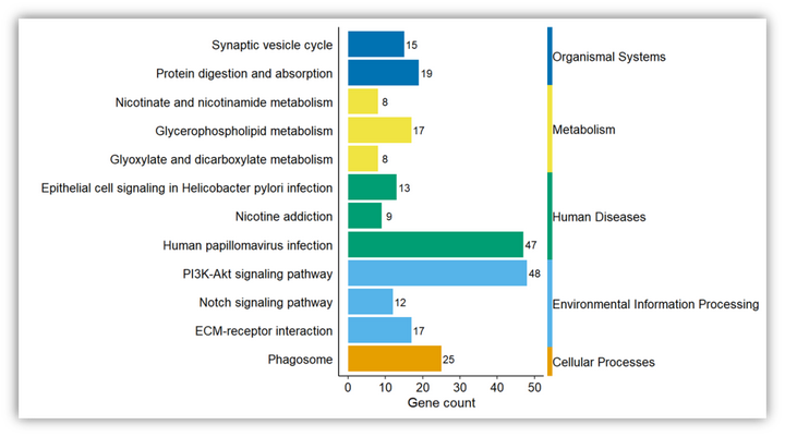 KEGG注释：KEGG富集可视化柱状图 - 知乎