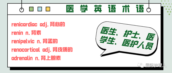 零基础，3分钟掌握与【ren（o）肾】相关的医学英语术语！ - 知乎