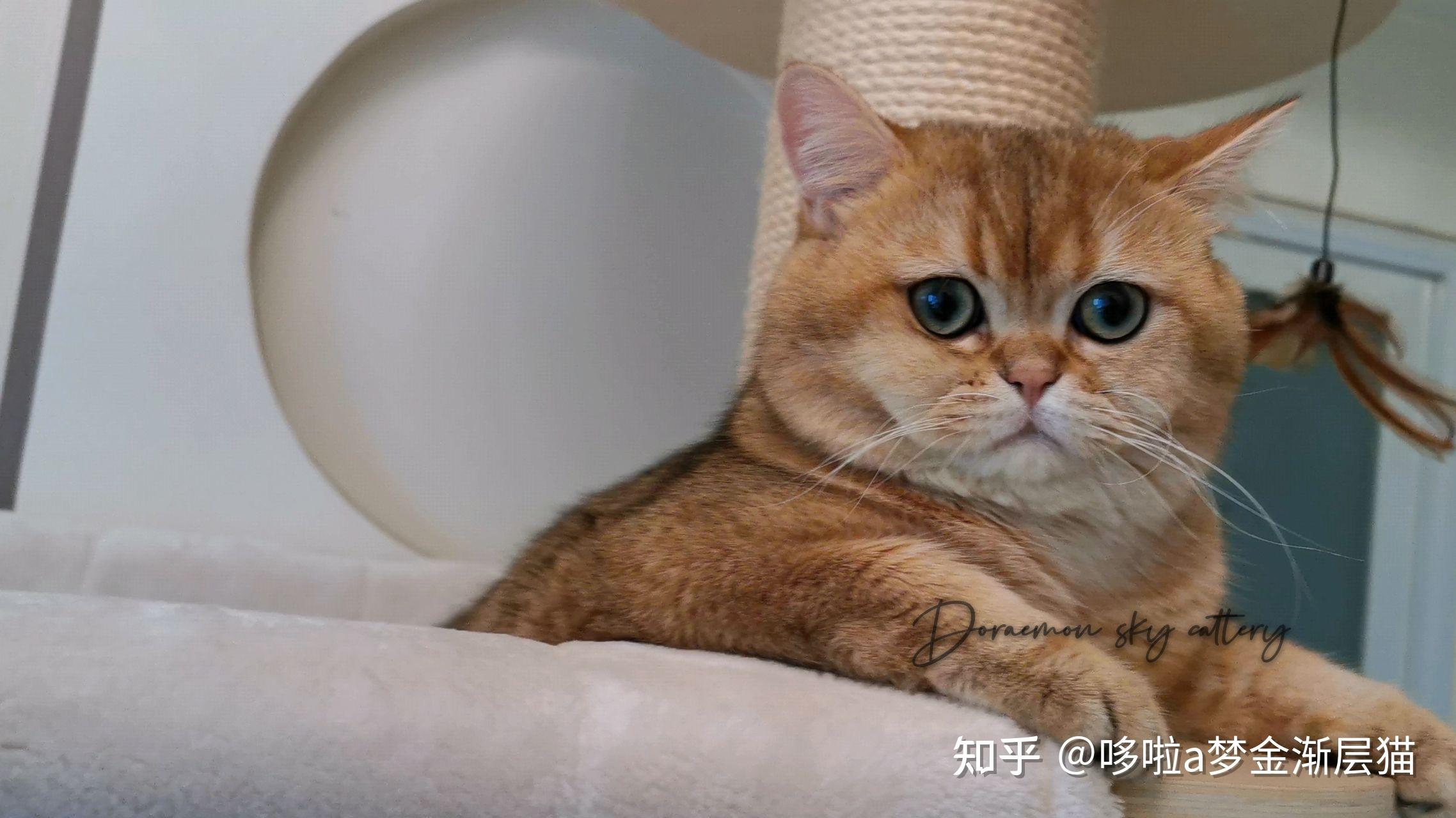 新手如何鉴别金渐层色号NY25、NY11、NY12的区别? - 知乎