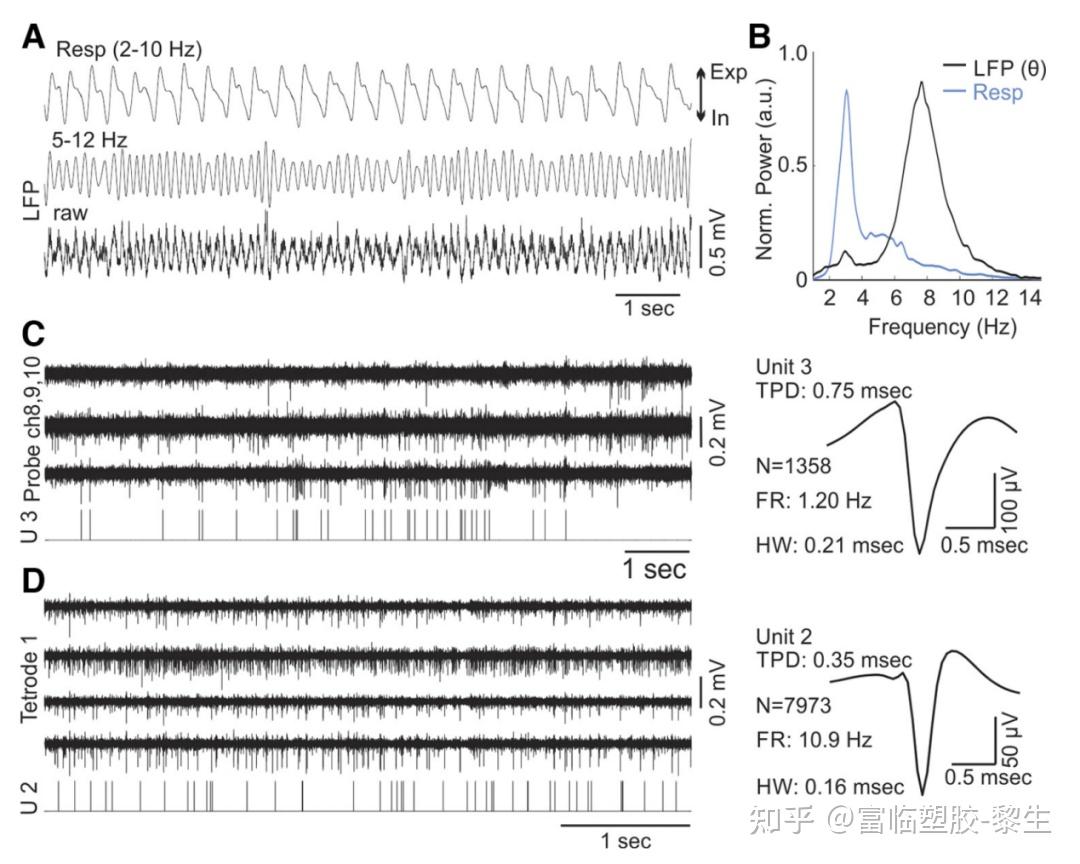 Intan Technologies电生理设备呼吸和θ振荡对顶叶皮层活动的差异调节 - 知乎