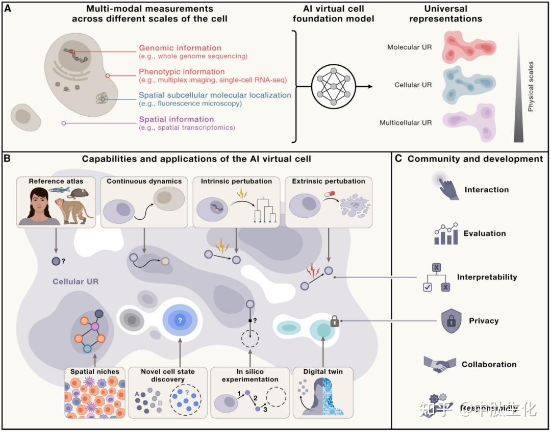 Cell：如何利用人工智能构建虚拟细胞？ - 知乎