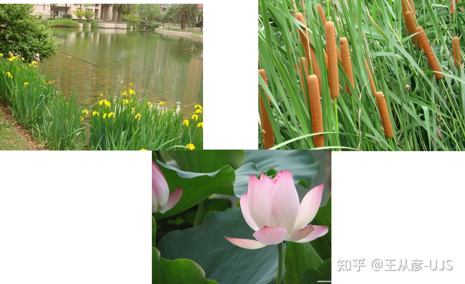 水的生态作用及生物对水的适应策略 - 知乎