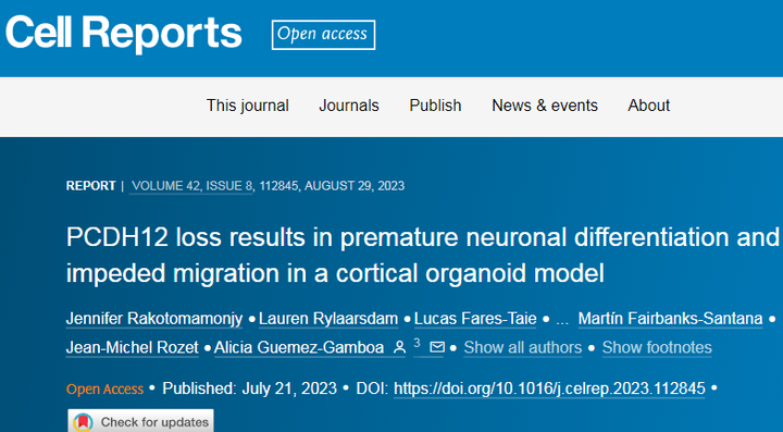皮质类器官研究新突破：PCDH12 缺失影响神经元分化和迁移 - 知乎