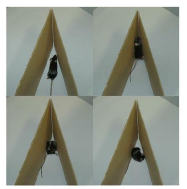 【脑声常谈】大小鼠转角测试（Corner Turn Test）方法总结 - 知乎