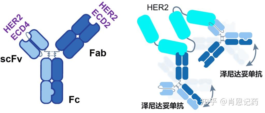 记住2024年11月FDA获批生物药 | HER2双抗治疗胆道癌 | Zanidatamab 泽尼达妥单抗 - 知乎