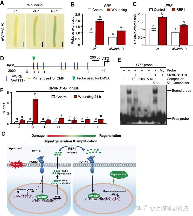 Cell：多肽 REF1 调控植物组织修复和器官再生 - 知乎