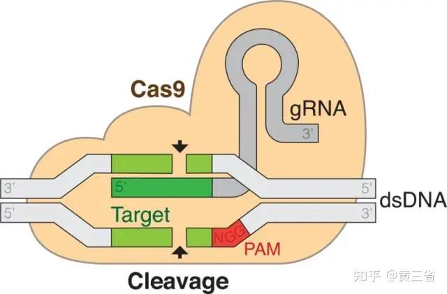 CRISPR/Cas9技术 - 知乎
