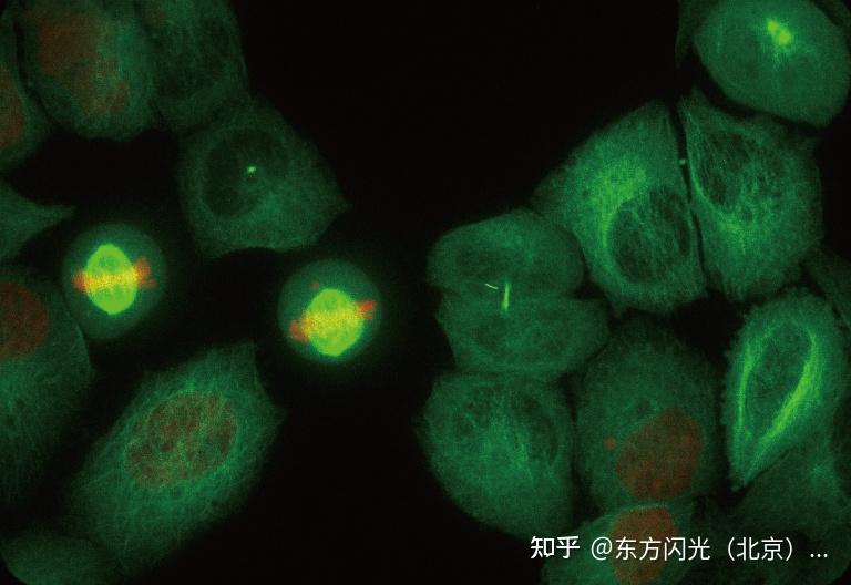 滨松ORCA-Quest 2 qCMOS科研级相机C15550-20UP - 知乎