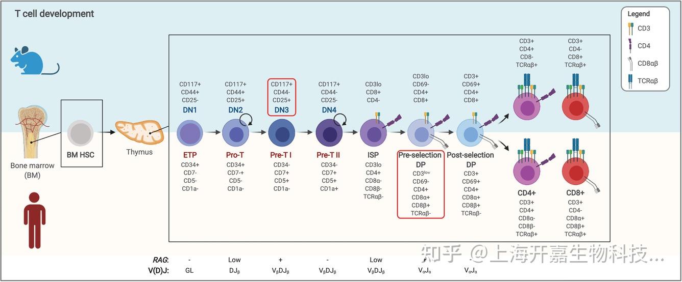 Rag1-KO小鼠 - 知乎