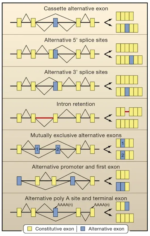 一文解析Minigene技术原理及应用 - 知乎