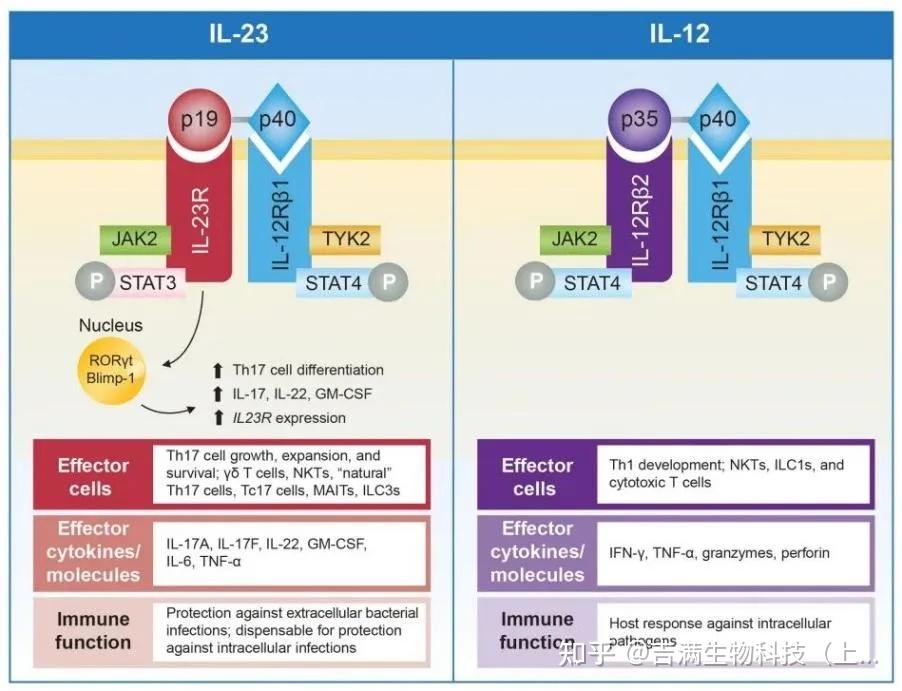 IL-23的“双重使命”：从自身免疫疾病到肿瘤治疗的演变 - 知乎