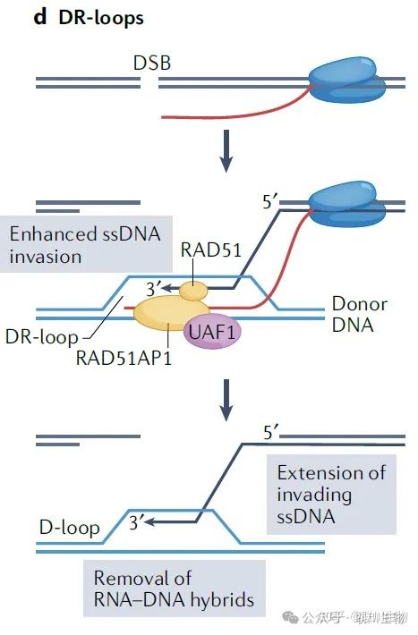 万字综述：R-Loops和RNA-DNA杂合片段的起源、机制及生物学意义 - 知乎