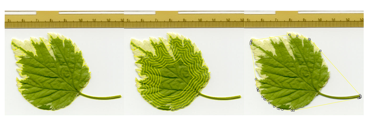 ImageJ实用教程——Selection与ROI操作(基本功能篇) - 知乎