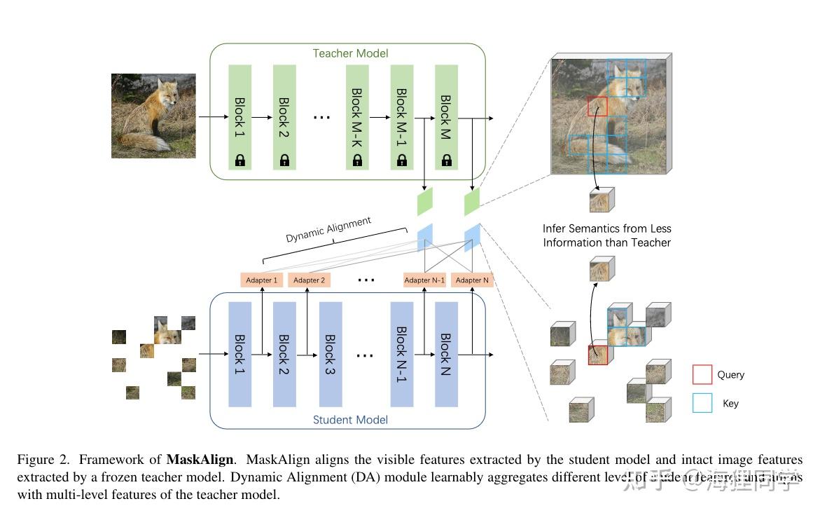 Stare at What You See: Masked Image Modeling without Reconstruction - 知乎
