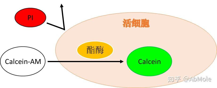 AbMole的Calcein-AM/PI双染试剂盒让活死细胞一目了然 - 知乎